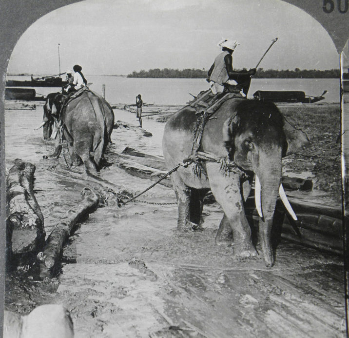 In the Company of Elephants