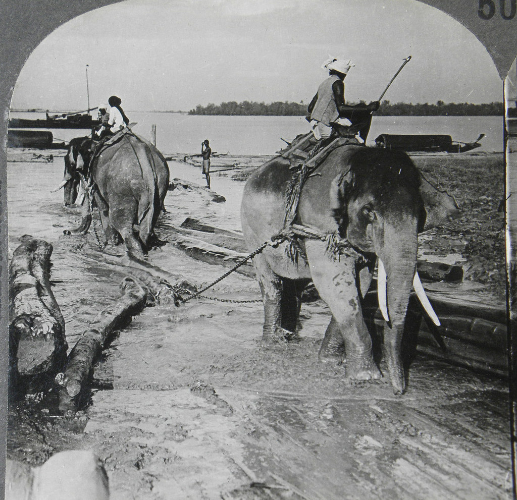 In the Company of Elephants