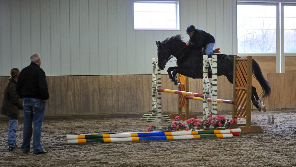 There and Back Again: The Odyssey of an Adult Horse Owner