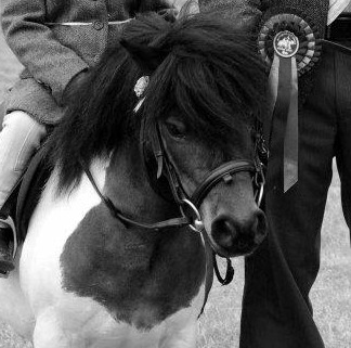 The Day Juanito the Pony Made Leadline Mothers Everywhere Clutch Their ...