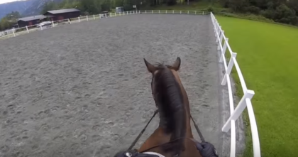 Ride a Training Level Test, From the Horse’s Perspective