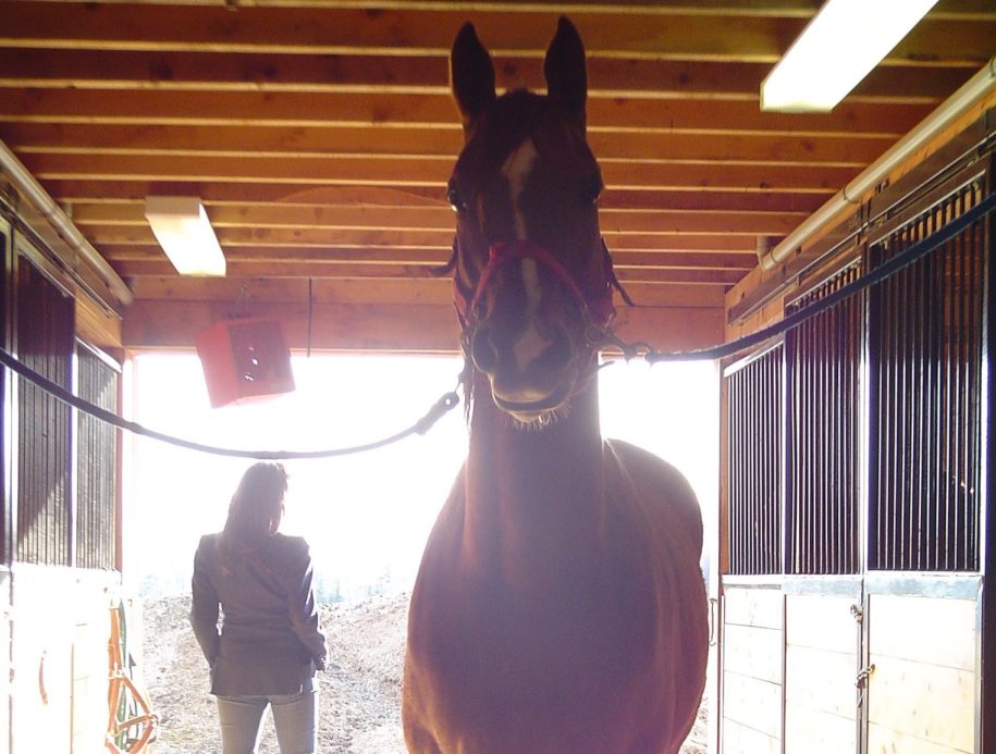 How to Fix a Horse That Kicks