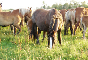 Why Premarin Still Needs Horses