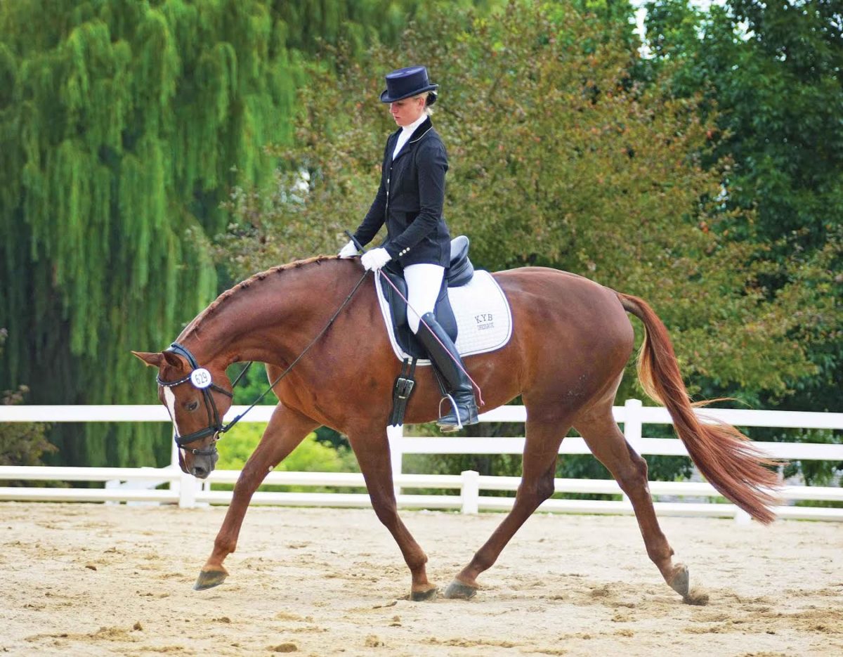Ride a Training Level Test, From the Horse’s Perspective