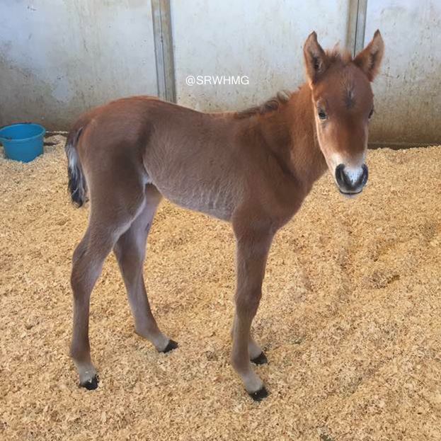 Rosco's Modern Life: Meet the Salt River Foal Saved from Certain Death