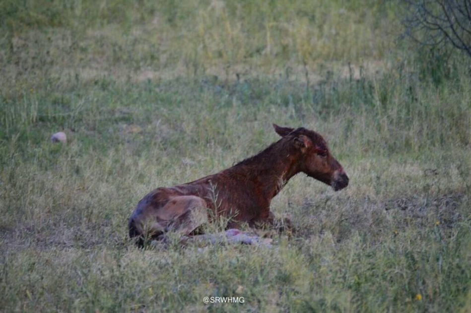 Rosco's Modern Life: Meet the Salt River Foal Saved from Certain Death