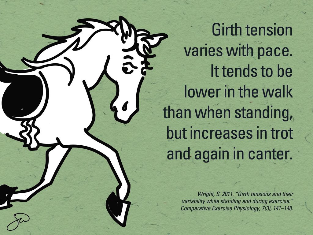 7 Facts About Girths Your Horse Wants You to Know