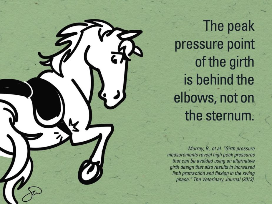 7 Facts About Girths Your Horse Wants You to Know