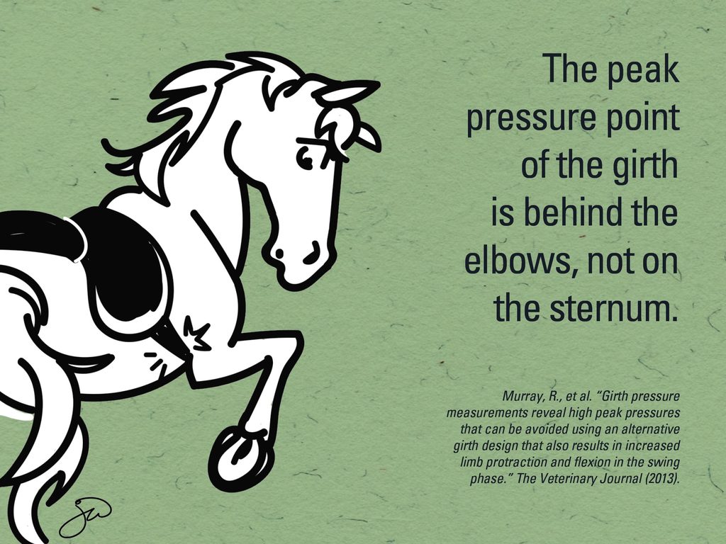 7 Facts About Girths Your Horse Wants You to Know