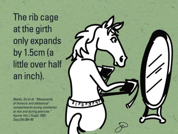 7 Facts About Girths Your Horse Wants You to Know