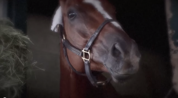 The Most Interesting Horse in the World