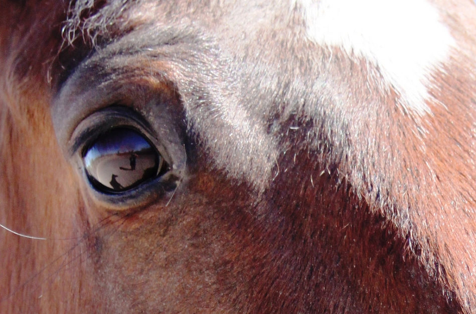 Horse Vision and Its Effects on Horsemanship
