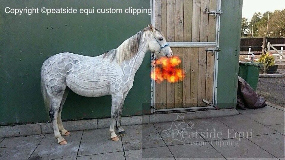 8 Questions for Body Clipping Artist, Jillian Scott