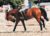Six Reasons to Stay Away From Draw Reins