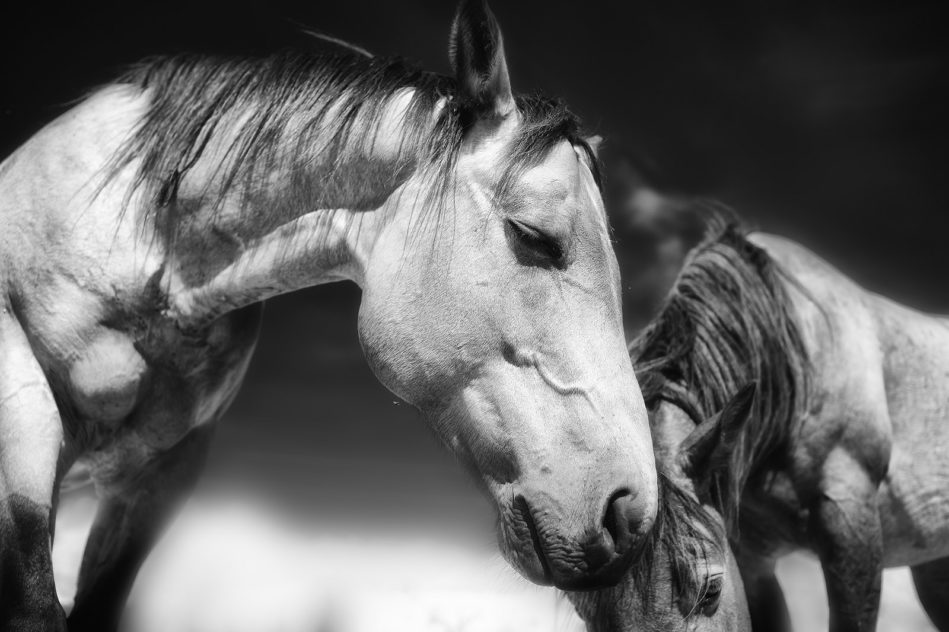 DNA from 14 Ancient Horses Helps Scientists Map the History of ...