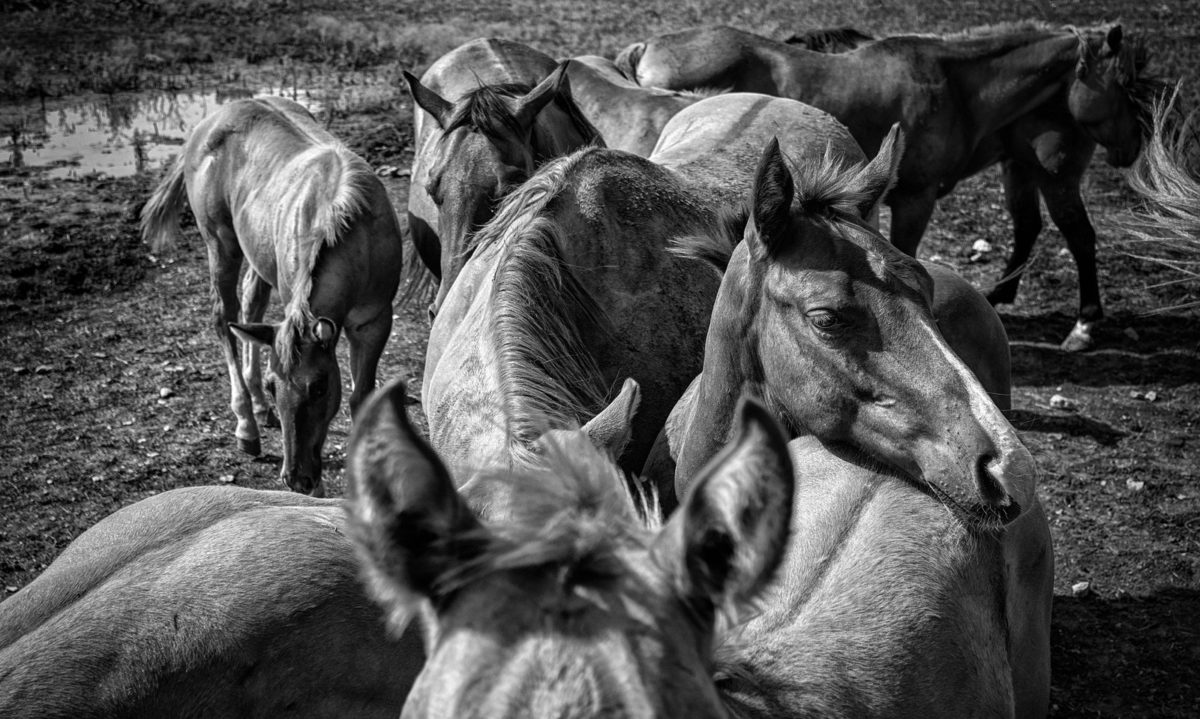 Understanding Herd Interactions and How Horses Relate to Us