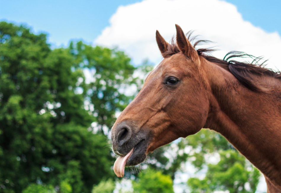 The Main Types of Horse Personalities