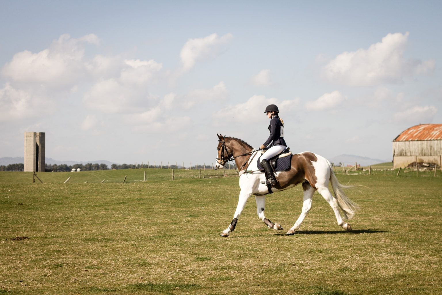 The Demise of the Irish Sport Horse
