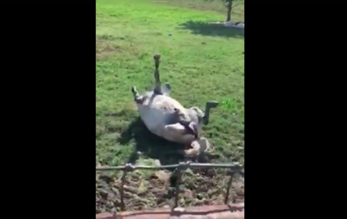 "Pinto" the Pony Just Wants You to Know, He's Not Really Dead