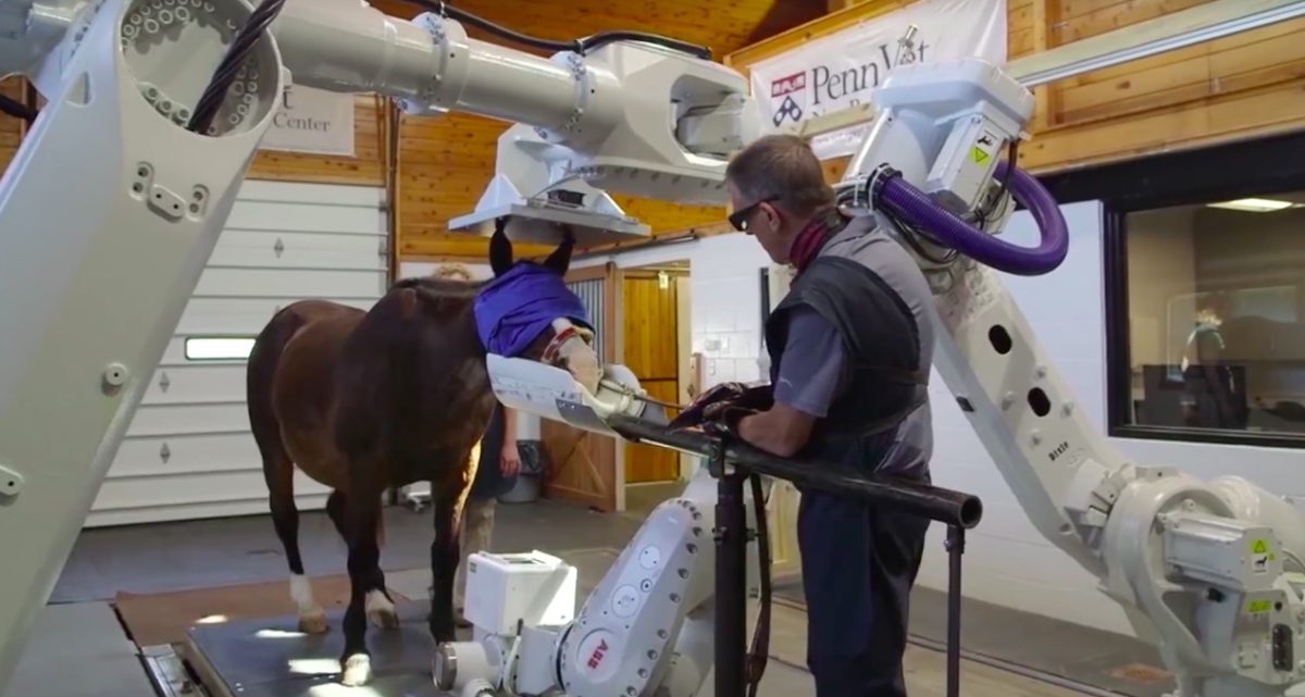 New Robot-Driven CT Scan Is Designed with Horses in Mind