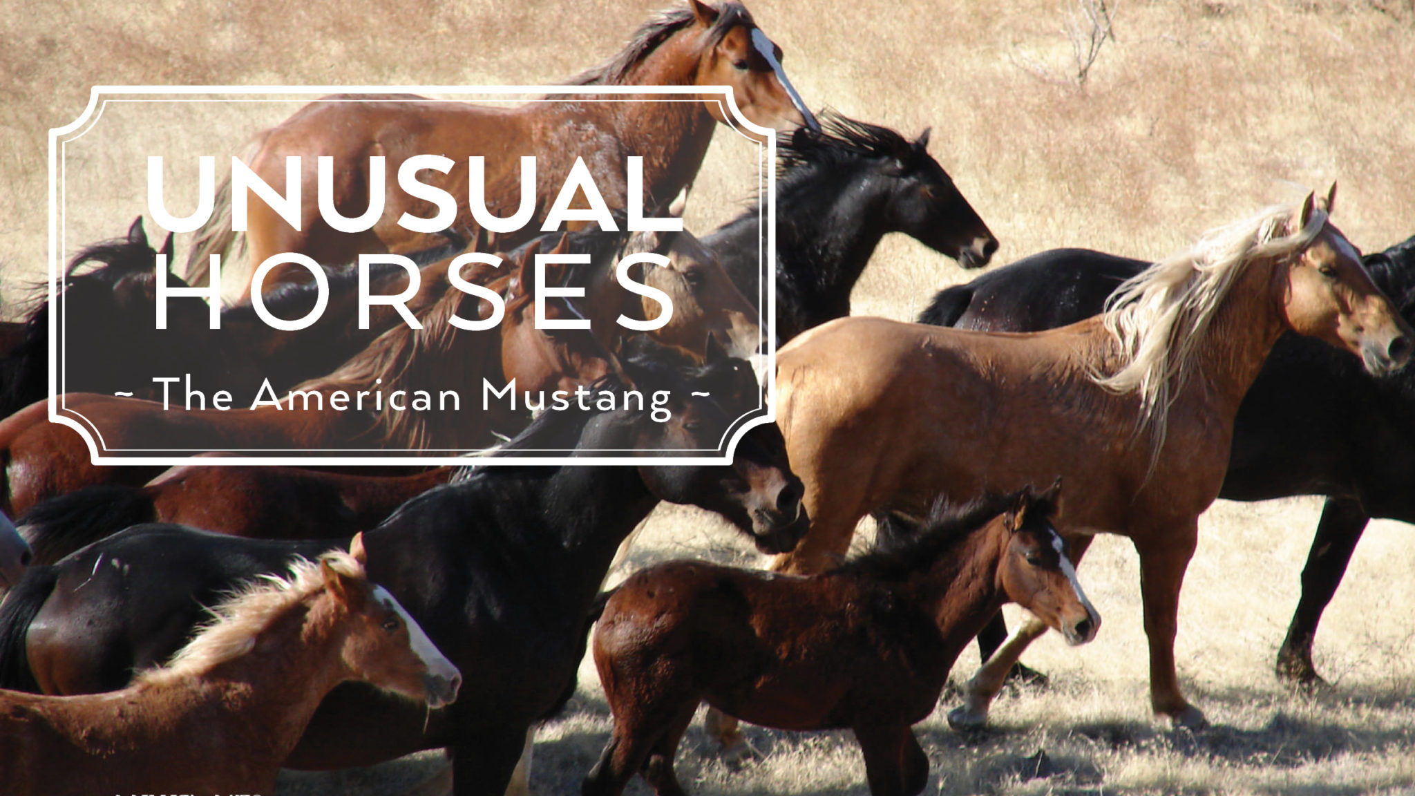 Unusual Horses: American Mustang