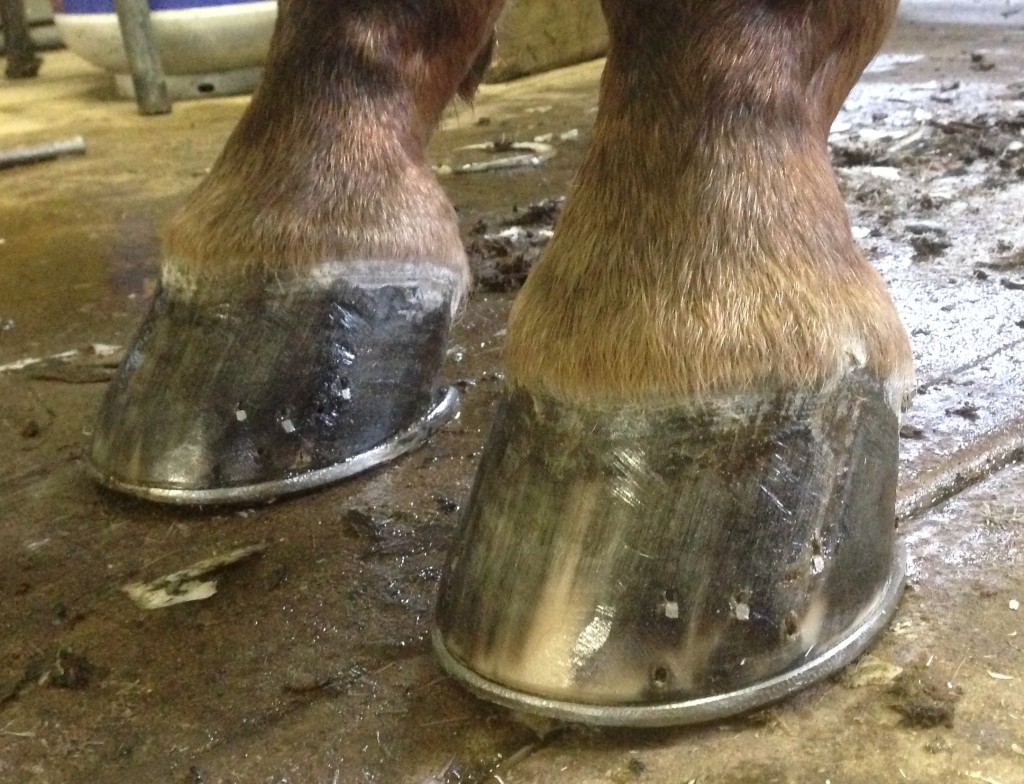 How to Stay on Your Farrier's Good Side