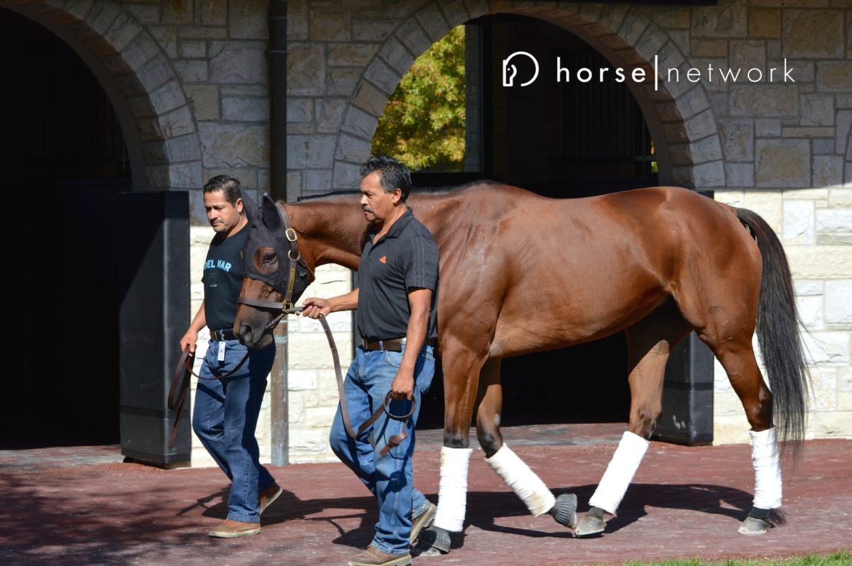 Top 12 Raciest Racehorses in the Country