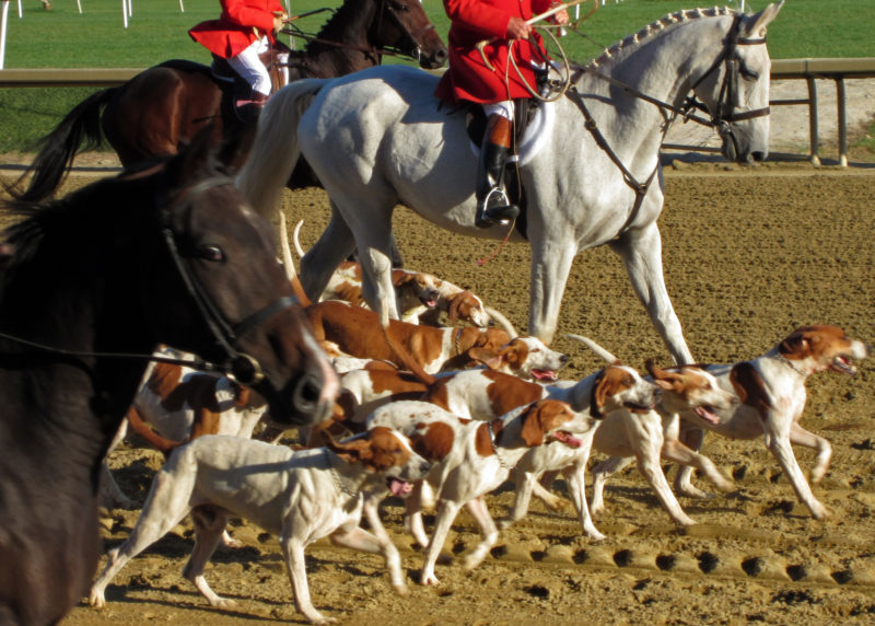 Help! It's Almost September, and I Wanted to Try Fox Hunting This Fall