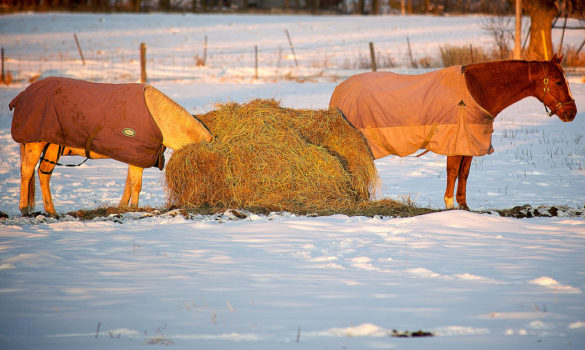Hay is for Horses, But Which Types Are Best?