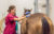 What Is Resverasyn and How Can It Help My Horse?