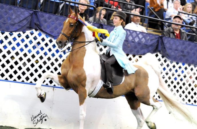 12 Signs You’re A Saddle Seat Rider