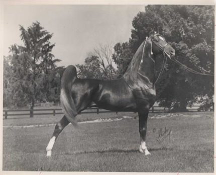 12 Signs You’re A Saddle Seat Rider