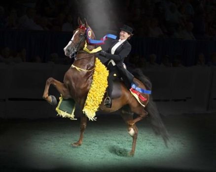 12 Signs You’re A Saddle Seat Rider