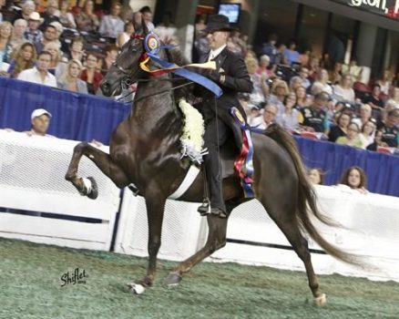 12 Signs You’re A Saddle Seat Rider