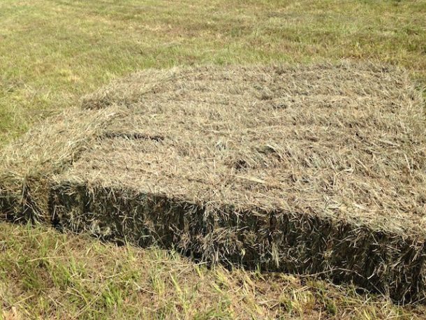 Five Reasons to Feed More Forage