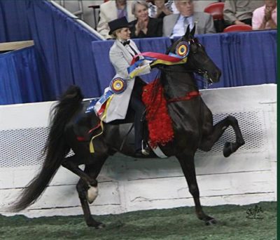 12 Signs You’re A Saddle Seat Rider