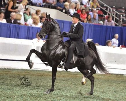 12 Signs You’re A Saddle Seat Rider