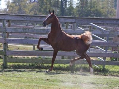 12 Signs You’re A Saddle Seat Rider