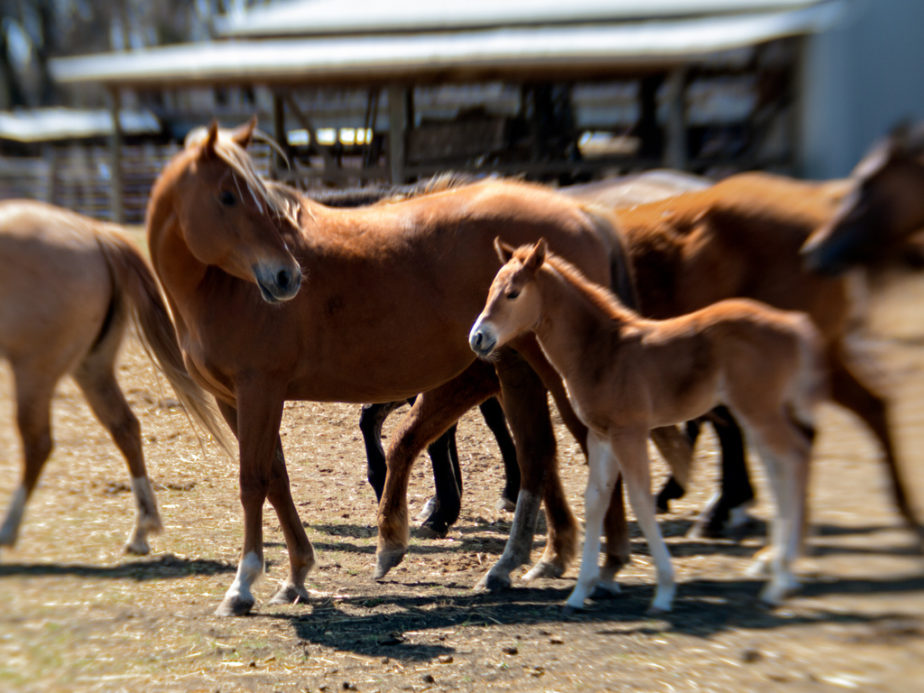 Caring For the Orphan Foal