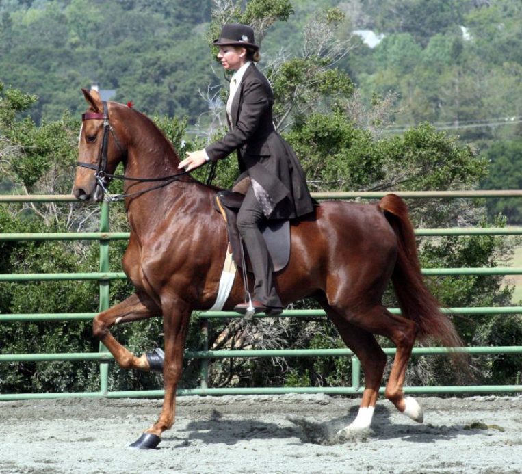 Why Saddle Seat Riders Have Such Good Balance