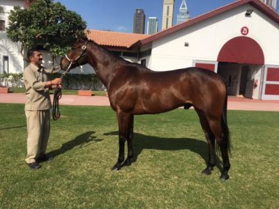 The "Wizard" of Dubai