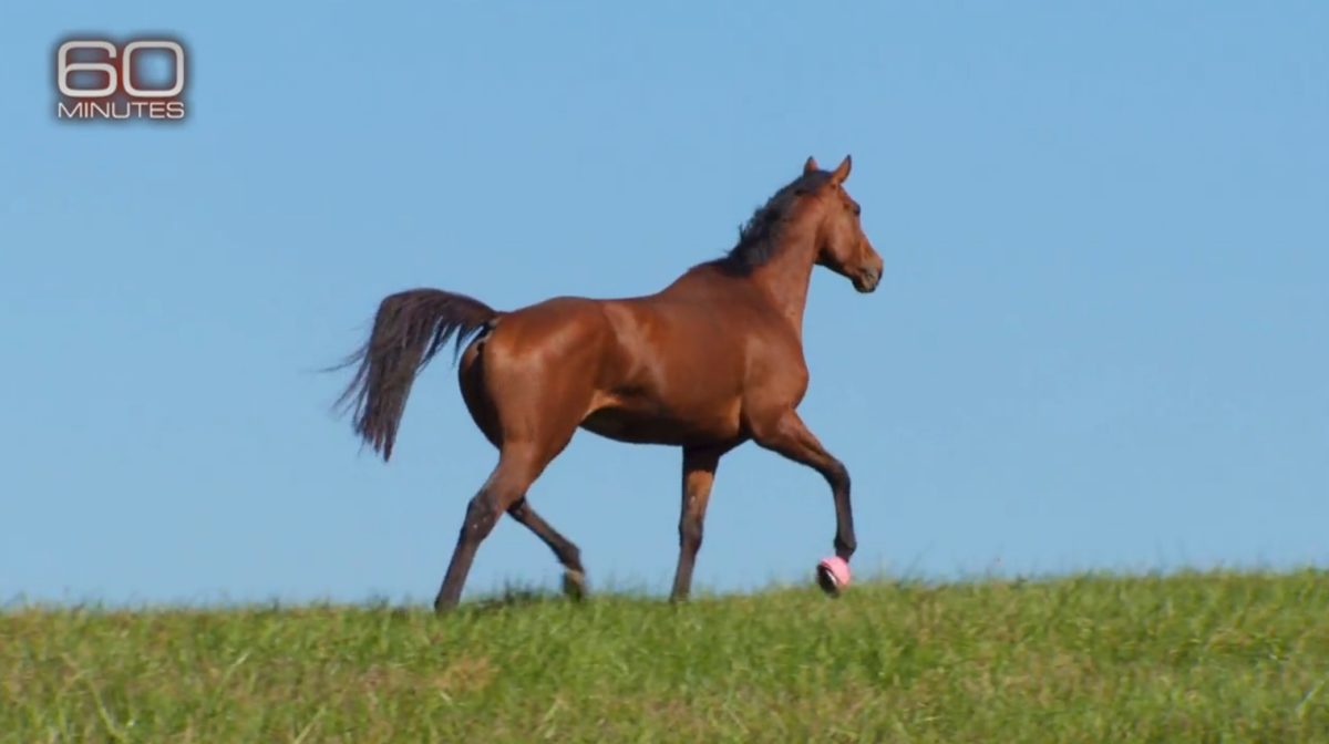 "Insanity and Brilliance": Timber Racing Featured on 60 Minutes