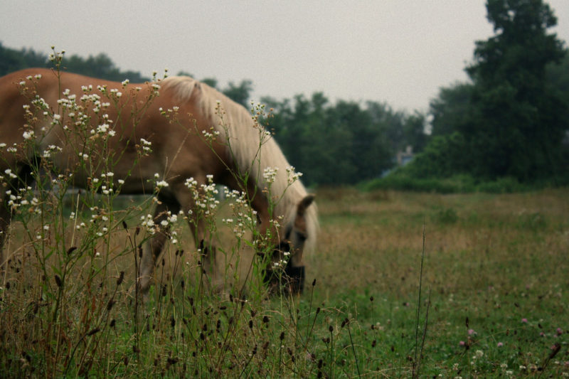 Mud Season at the Barn