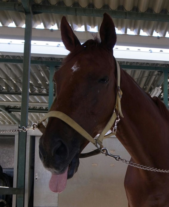 Say What? A Quick Guide to Decoding Your Horse’s Body Language