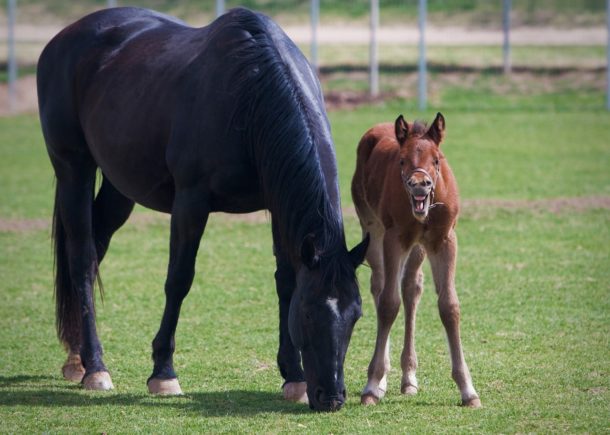 Say What? A Quick Guide to Decoding Your Horse’s Body Language