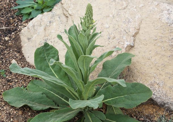 Healthy Weeds for Horses