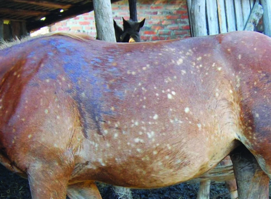 Beyond Blazes: Horse Markings Seldom Seen