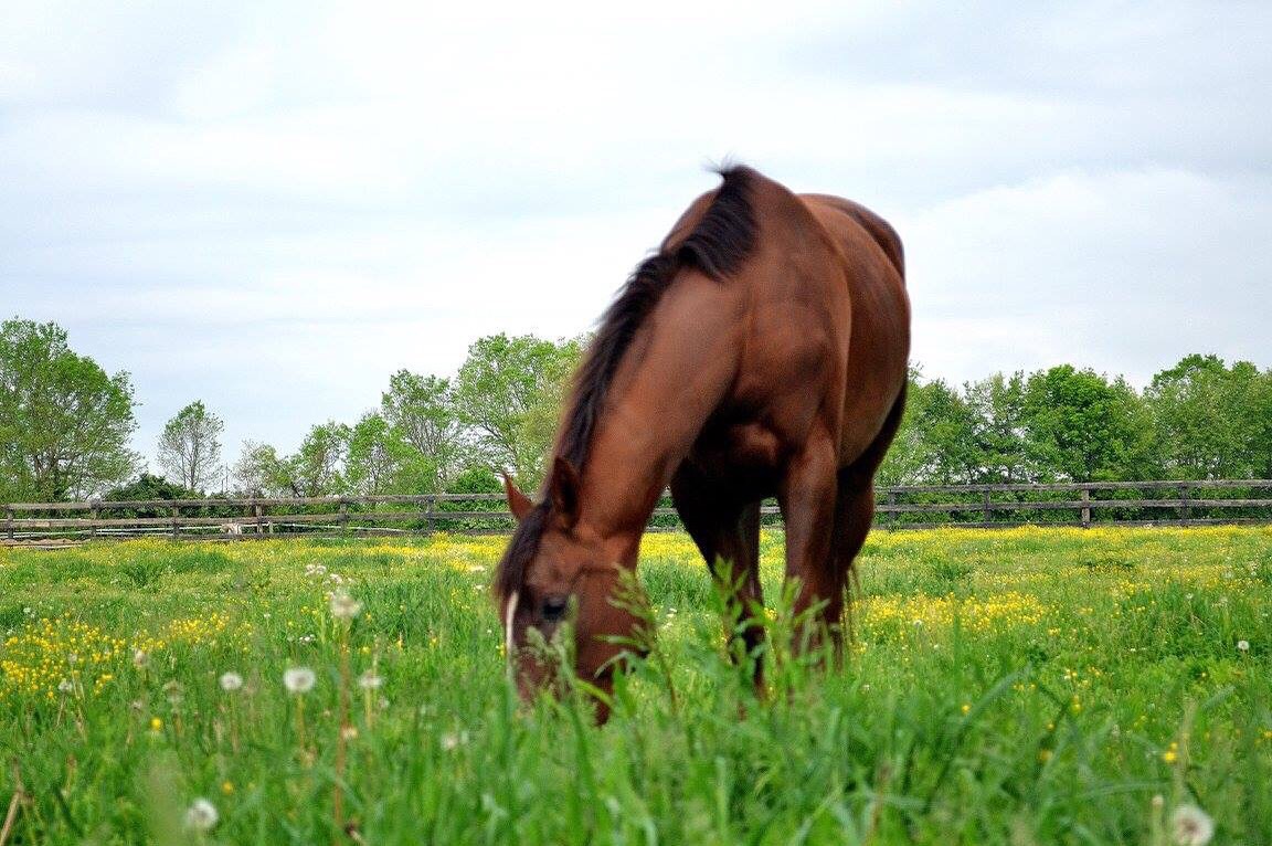 Cómo ser un entrenador de caballos - todoparamicaballo