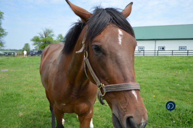 The OTTB "Letdown"