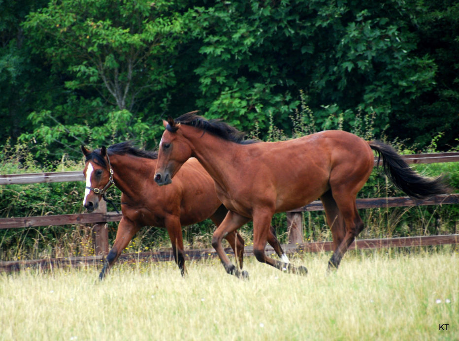 Feeding Yearlings